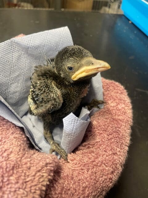 Wild Birds | Freshfields Animal Rescue